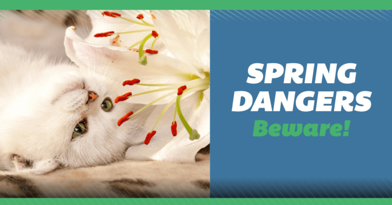 Beware the Lily–and Other Spring Dangers! - Frankfort Animal Clinic